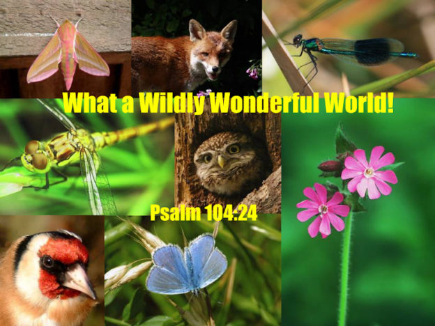 What a Wildly Wonderful World: A Rocha 2010 Environment Resource Pack ...